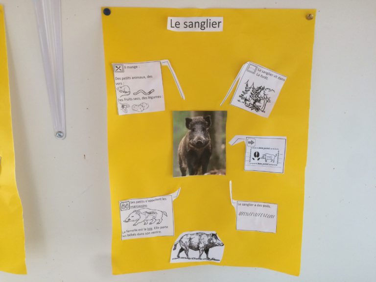 Carte d’identité des animaux de la forêt – Ecole Sainte Marie – Nozay